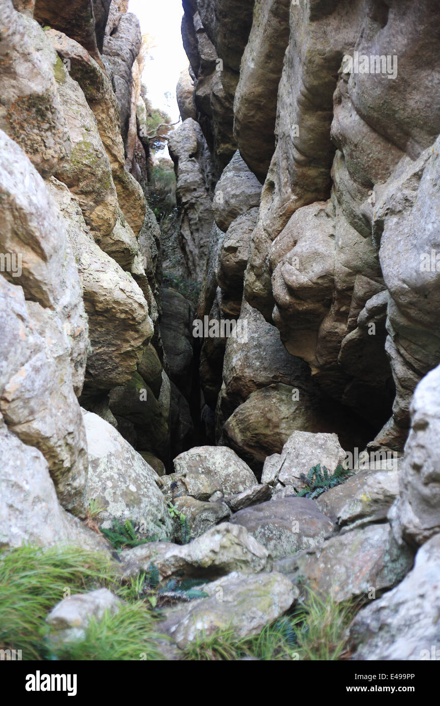 Boomslang hi-res stock photography and images - Alamy