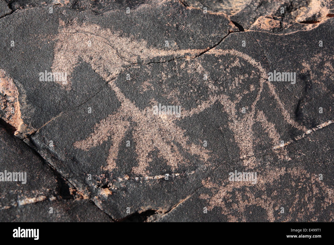 San rock engravings in the Northern Cape Province, South Africa Stock ...