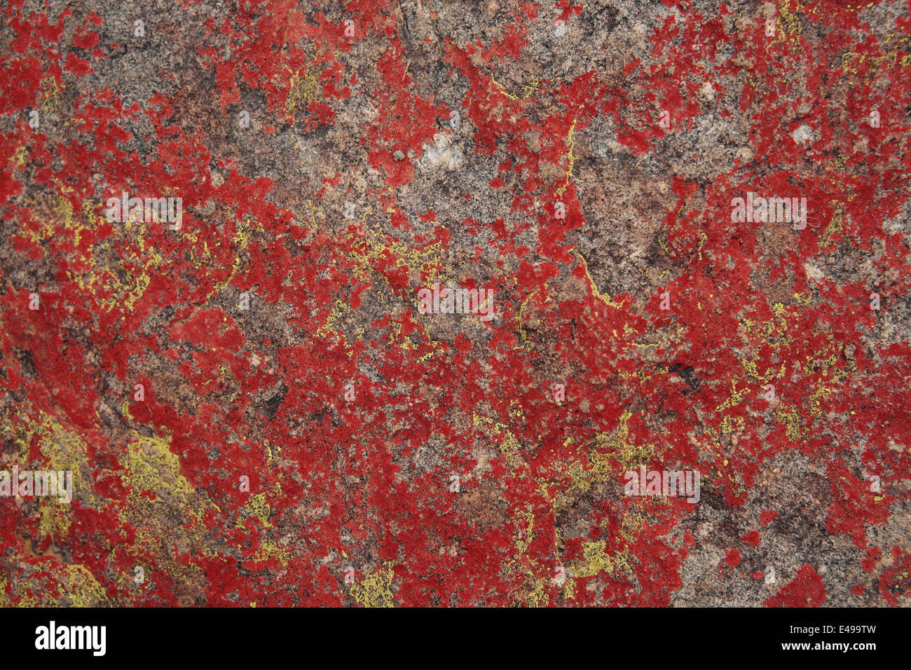 Colourful lichen growth on rocks Stock Photo - Alamy