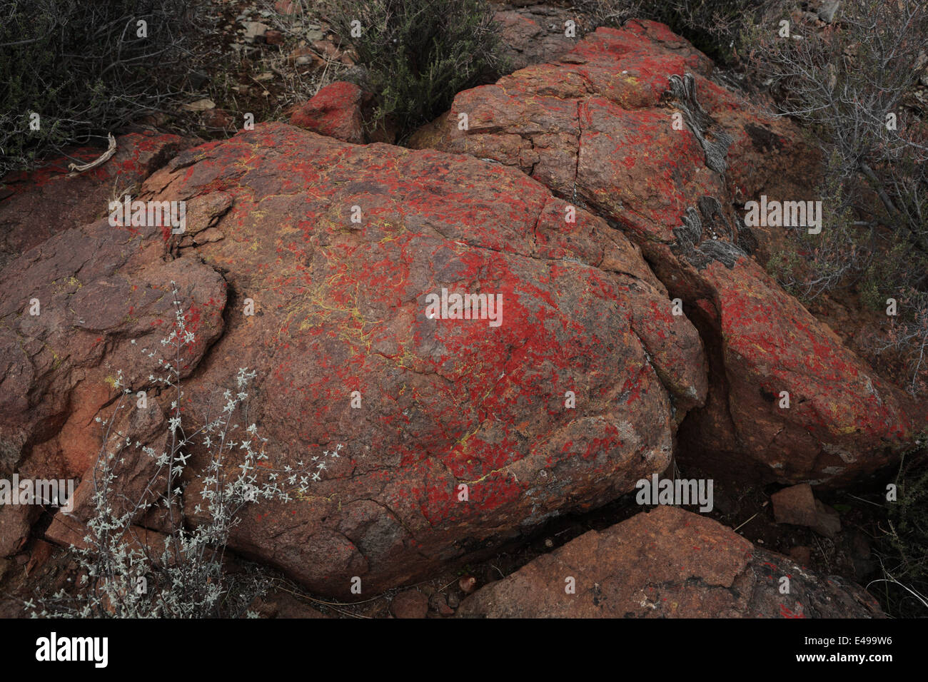 Colourful lichen growth on rocks Stock Photo - Alamy