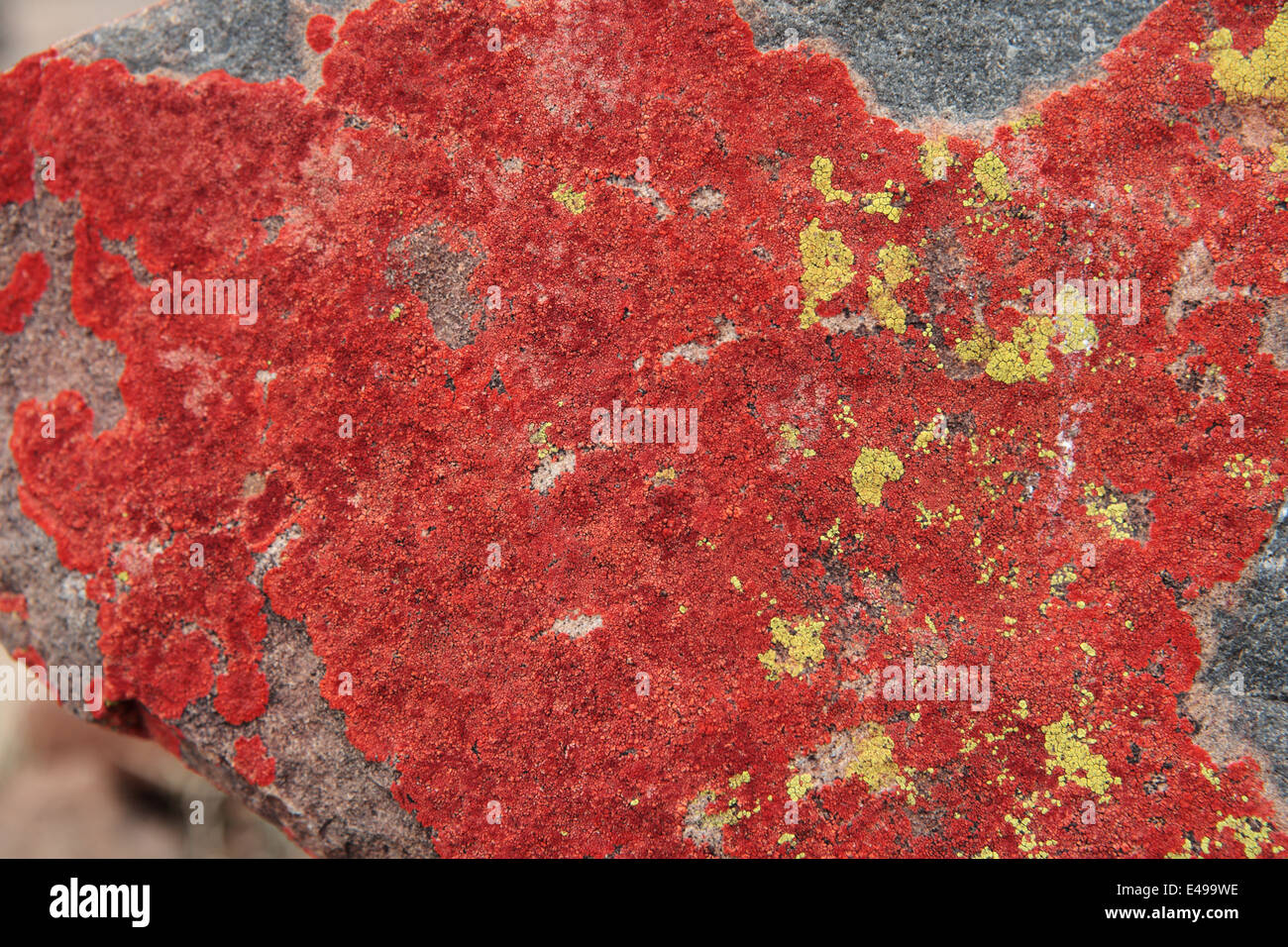 Colourful lichen growth on rocks Stock Photo - Alamy