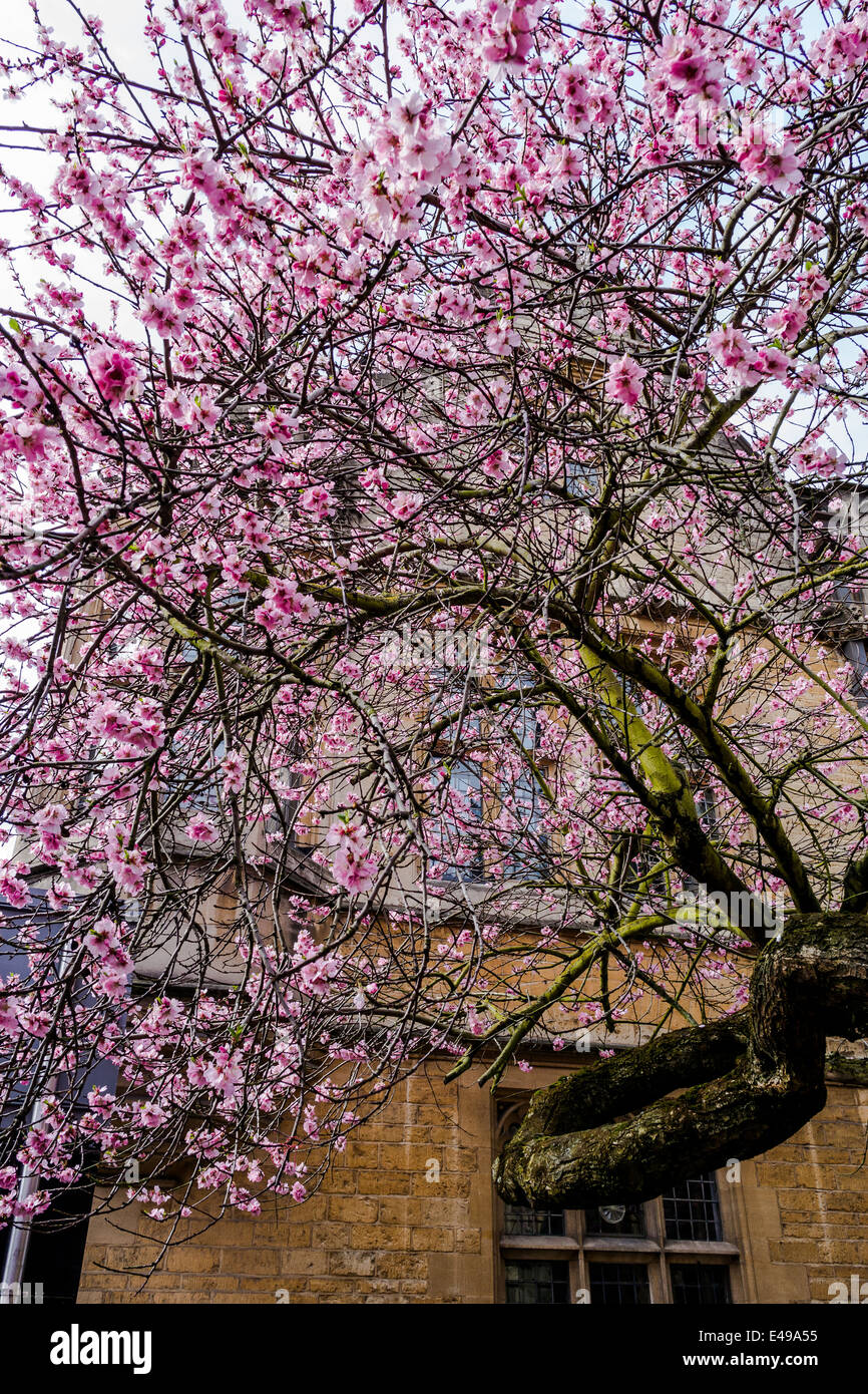 Pink blossom tree hi-res stock photography and images - Alamy