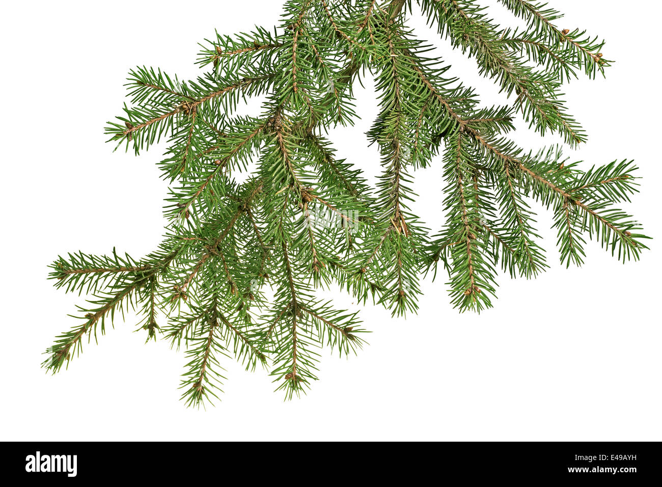 Christmas tree branch on a white background isolated Stock Photo - Alamy