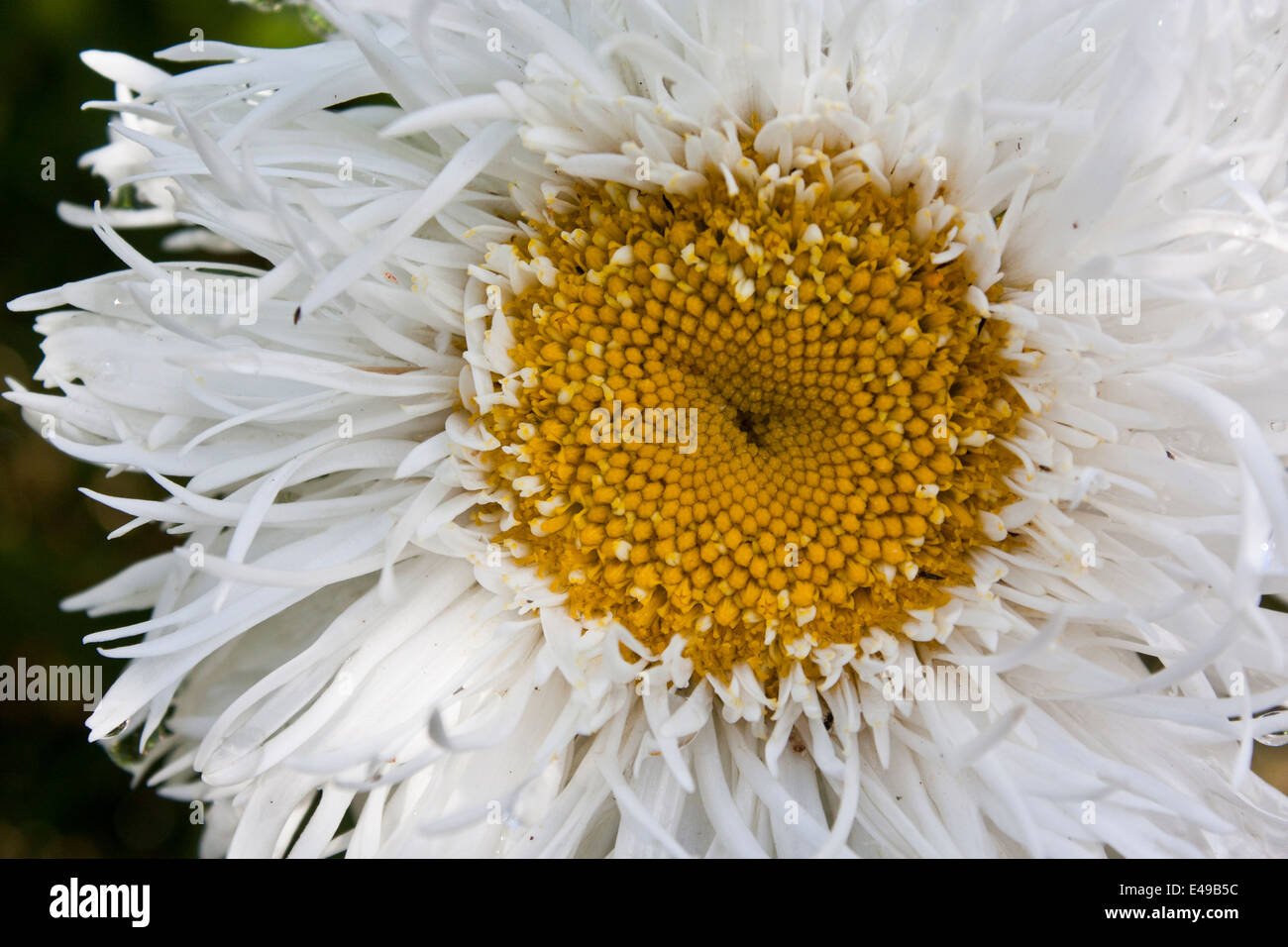 Budding daisy hi-res stock photography and images - Alamy