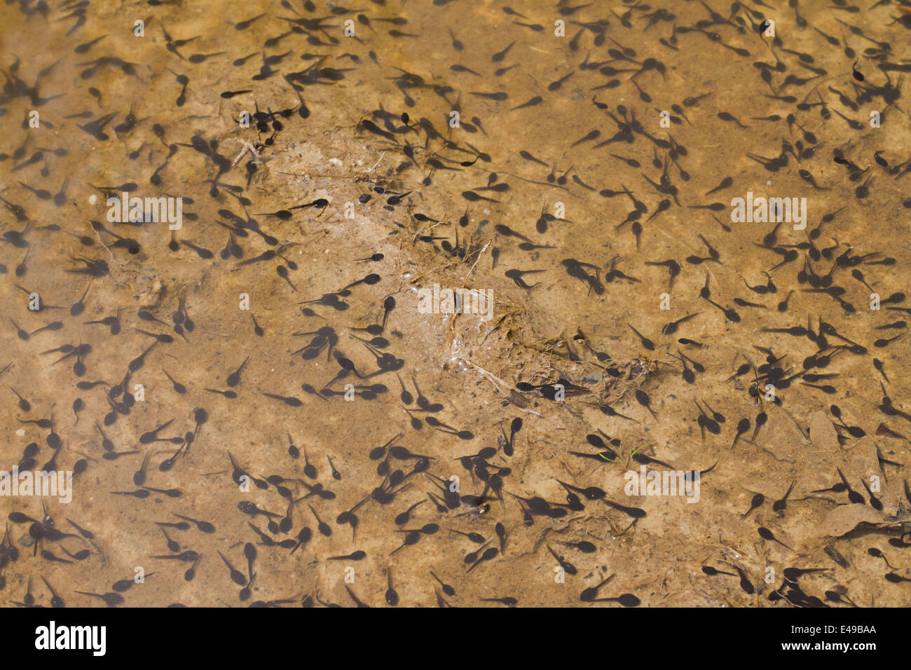 Newt tadpole hi-res stock photography and images - Alamy