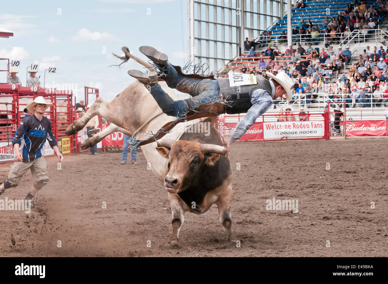 Cowboy being thrown, bull riding, Ponoka Stampede, Ponoka, Alberta ...