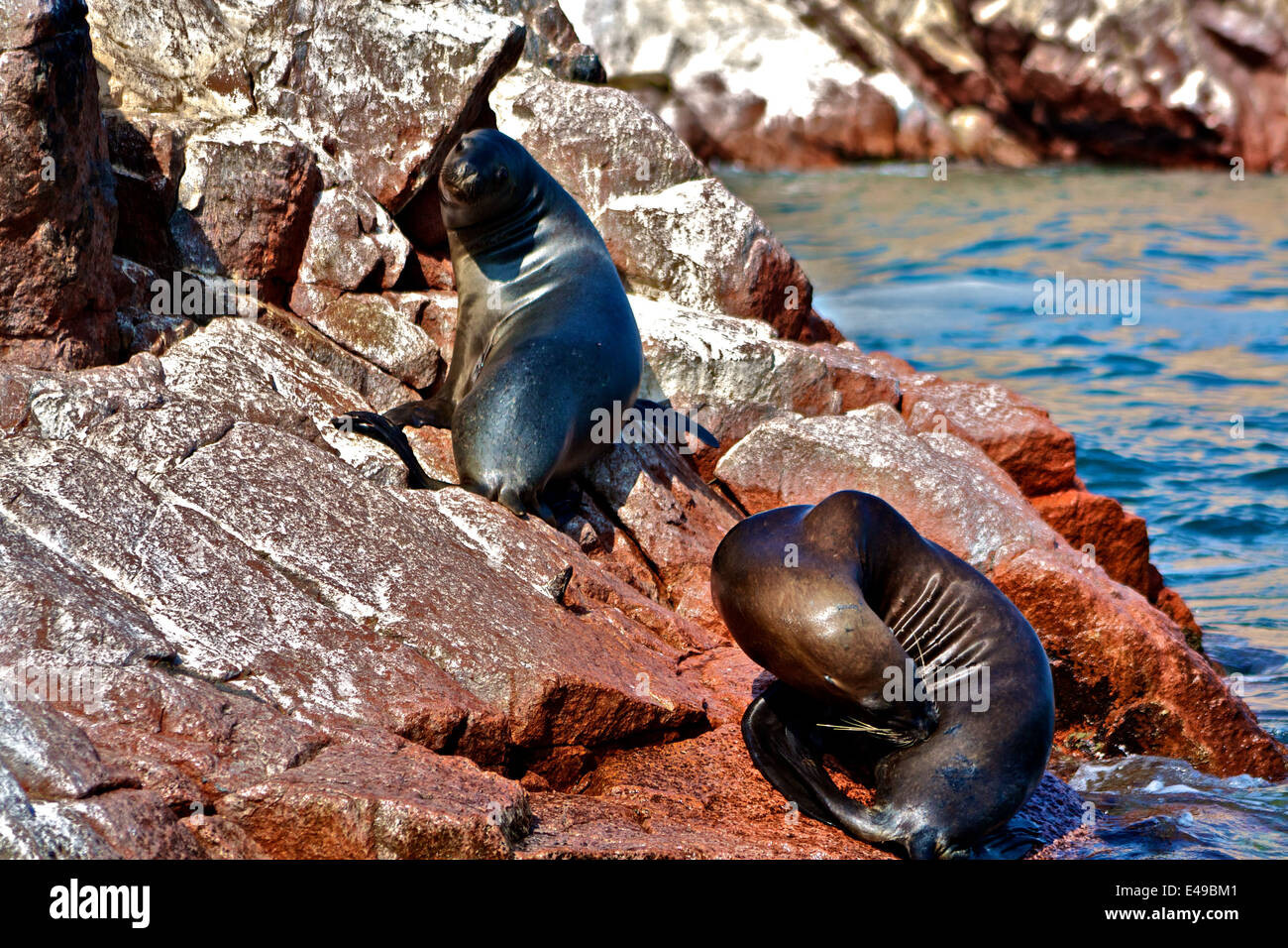 Two seals boat hi-res stock photography and images - Alamy