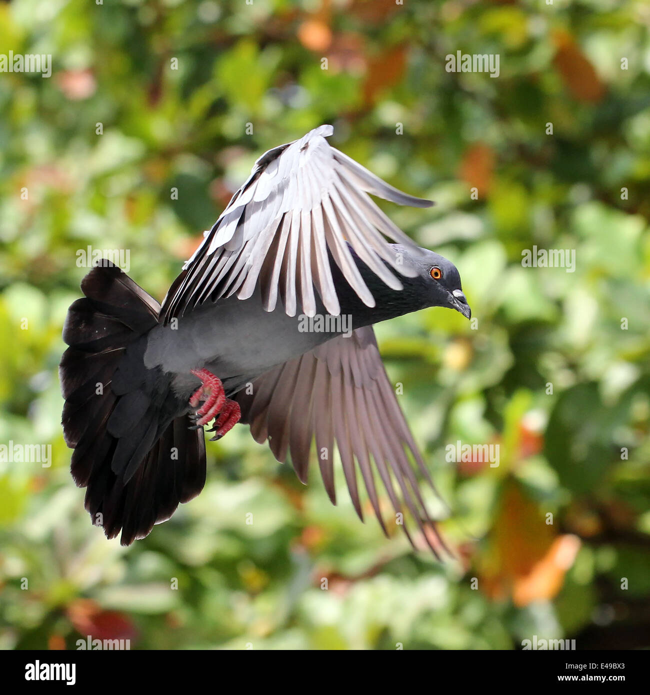 Flying pigeon in the natural Stock Photo - Alamy