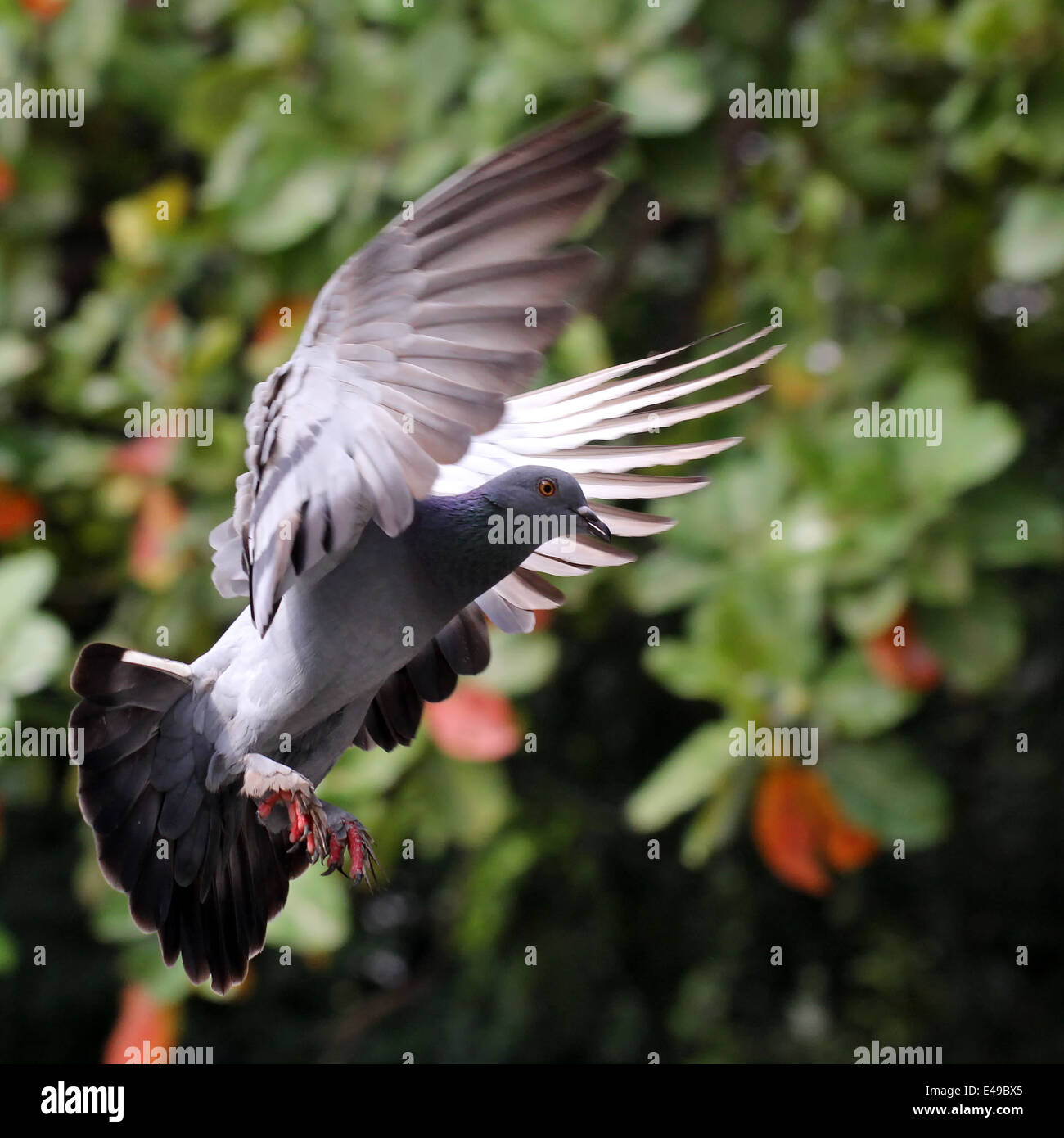 Pigeon holy spirit flying hi-res stock photography and images - Alamy
