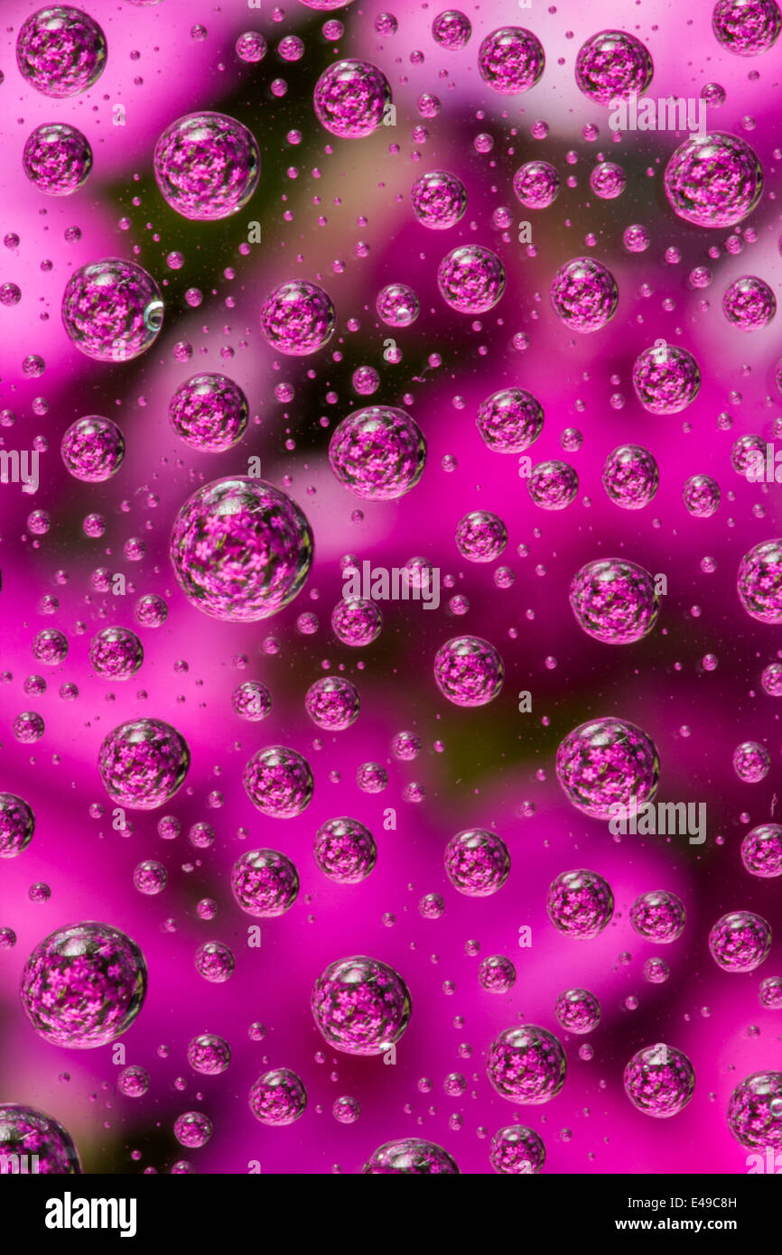 close up of multiple water drops of all sizes with a garden of pink ...
