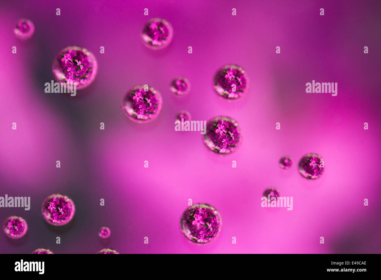 close up of multiple water drops of all sizes with a garden of pink ...