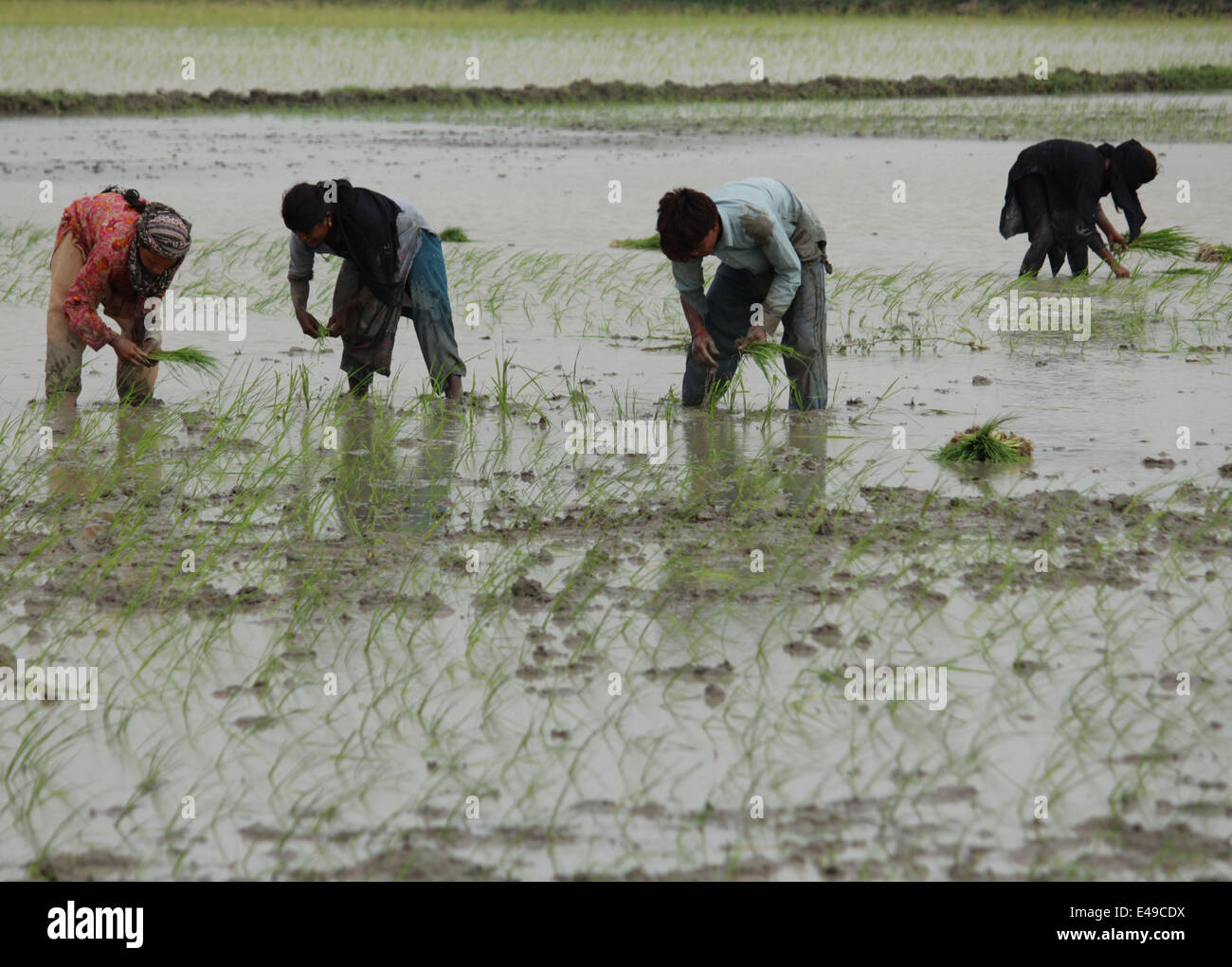 Lahore, Pakistan. 06th July, 2014. Pakistani Farmers busy in sowing ...