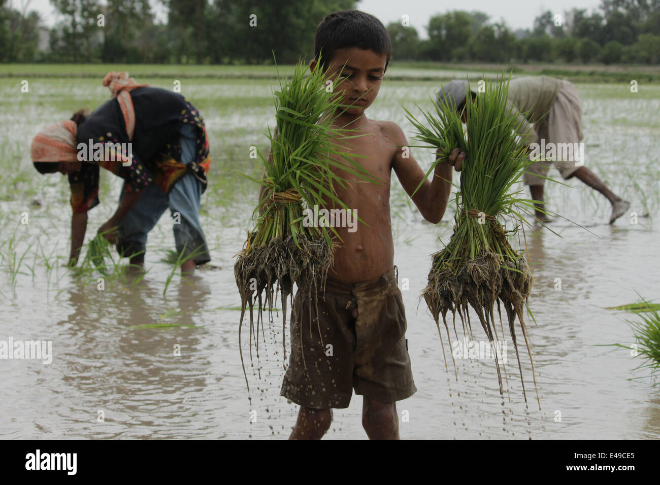 Lahore, Pakistan. 06th July, 2014. Pakistani Farmers busy in sowing ...