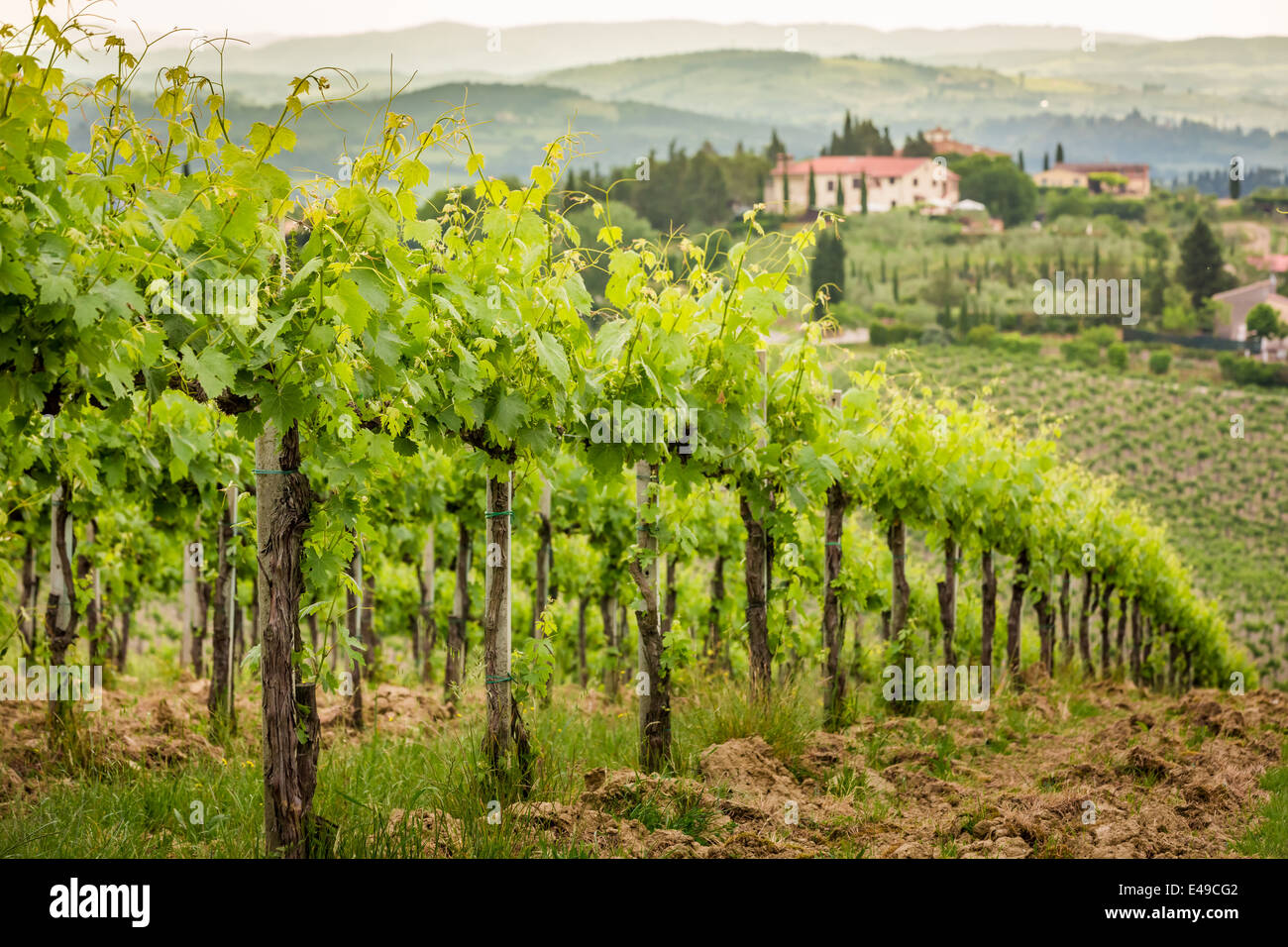 Field of vines in the countryside of Tuscany Stock Photo - Alamy
