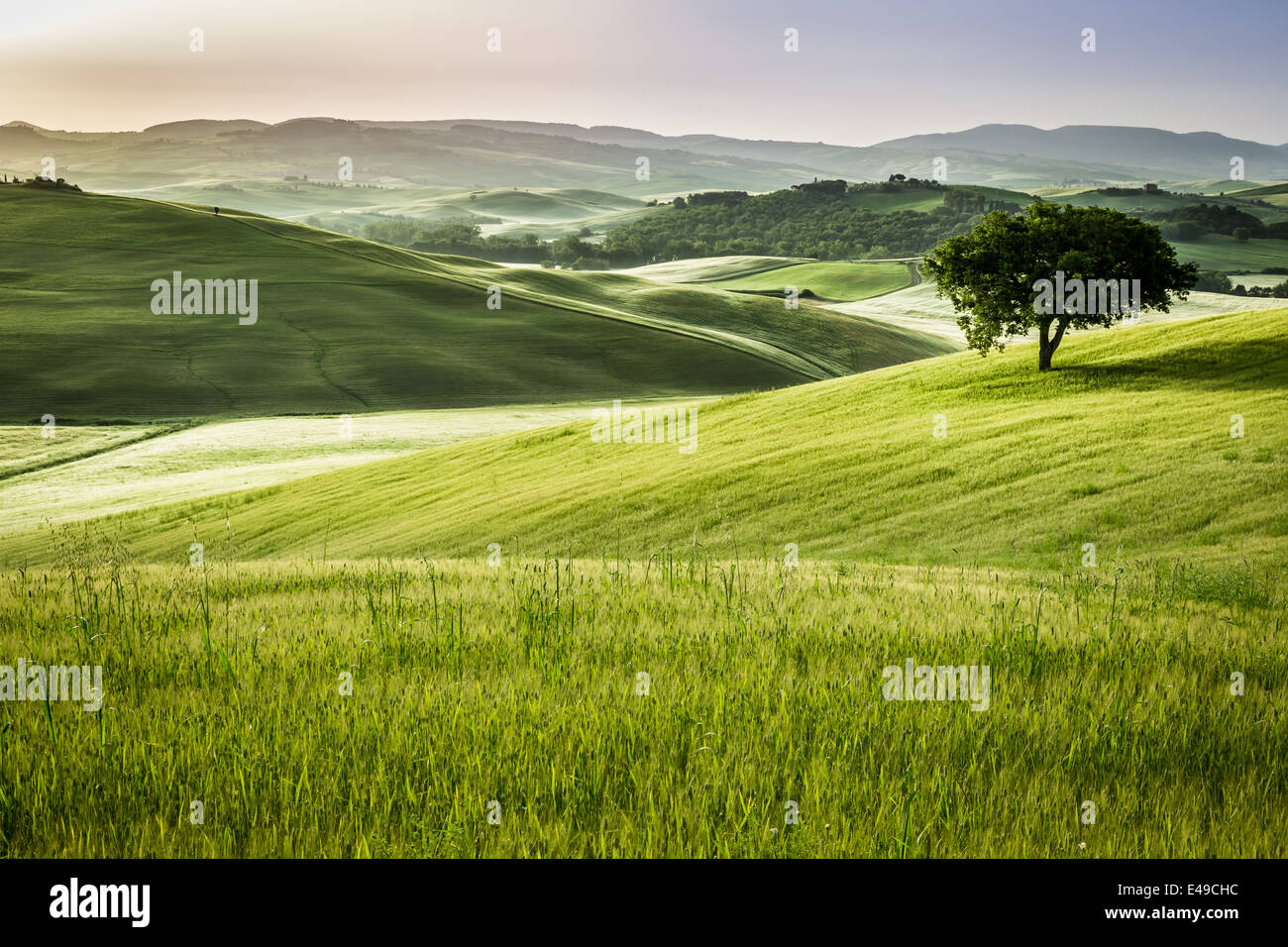 Foggy meadows in the morning, Tuscany Stock Photo - Alamy