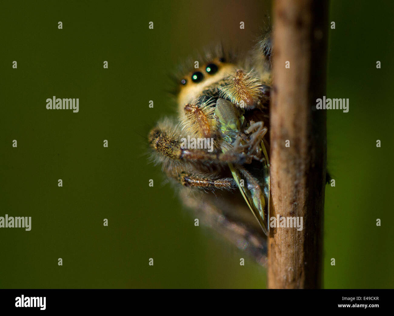 Pond spiders hi-res stock photography and images - Alamy