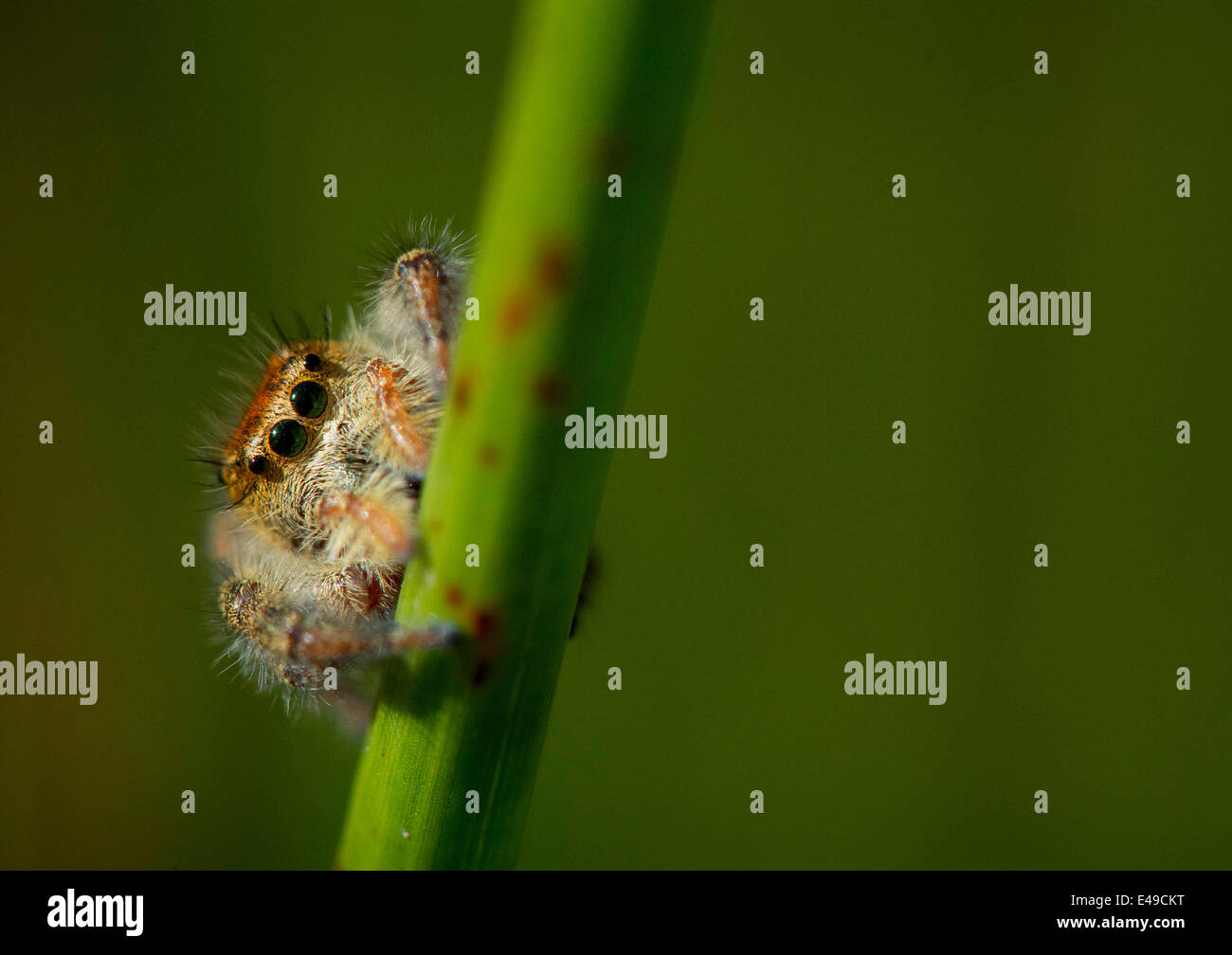 Pond spiders hi-res stock photography and images - Alamy