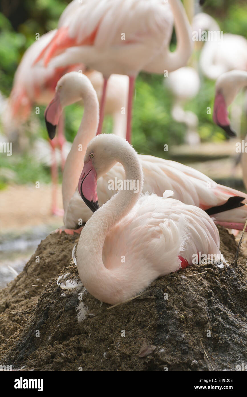 Flamingo rest on ground and nesting incubate Stock Photo - Alamy