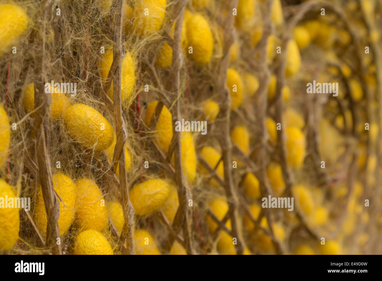 group of silk worm cocoons in nests Stock Photo - Alamy