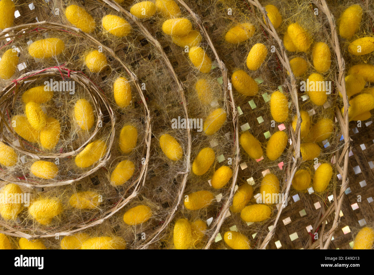 group of silk worm cocoons in nests Stock Photo - Alamy