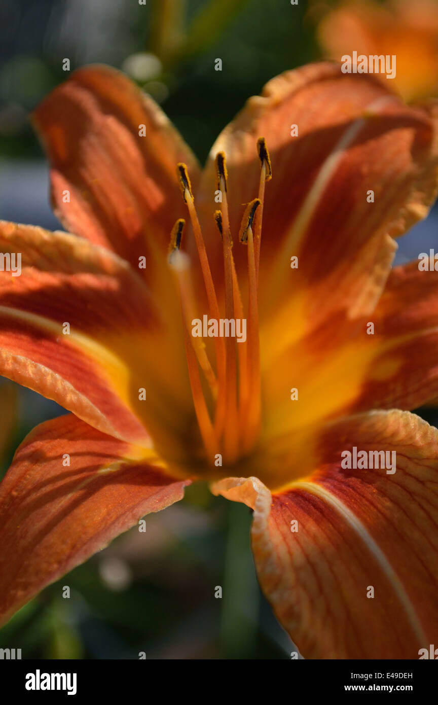 Macro stargazer lily hi-res stock photography and images - Alamy