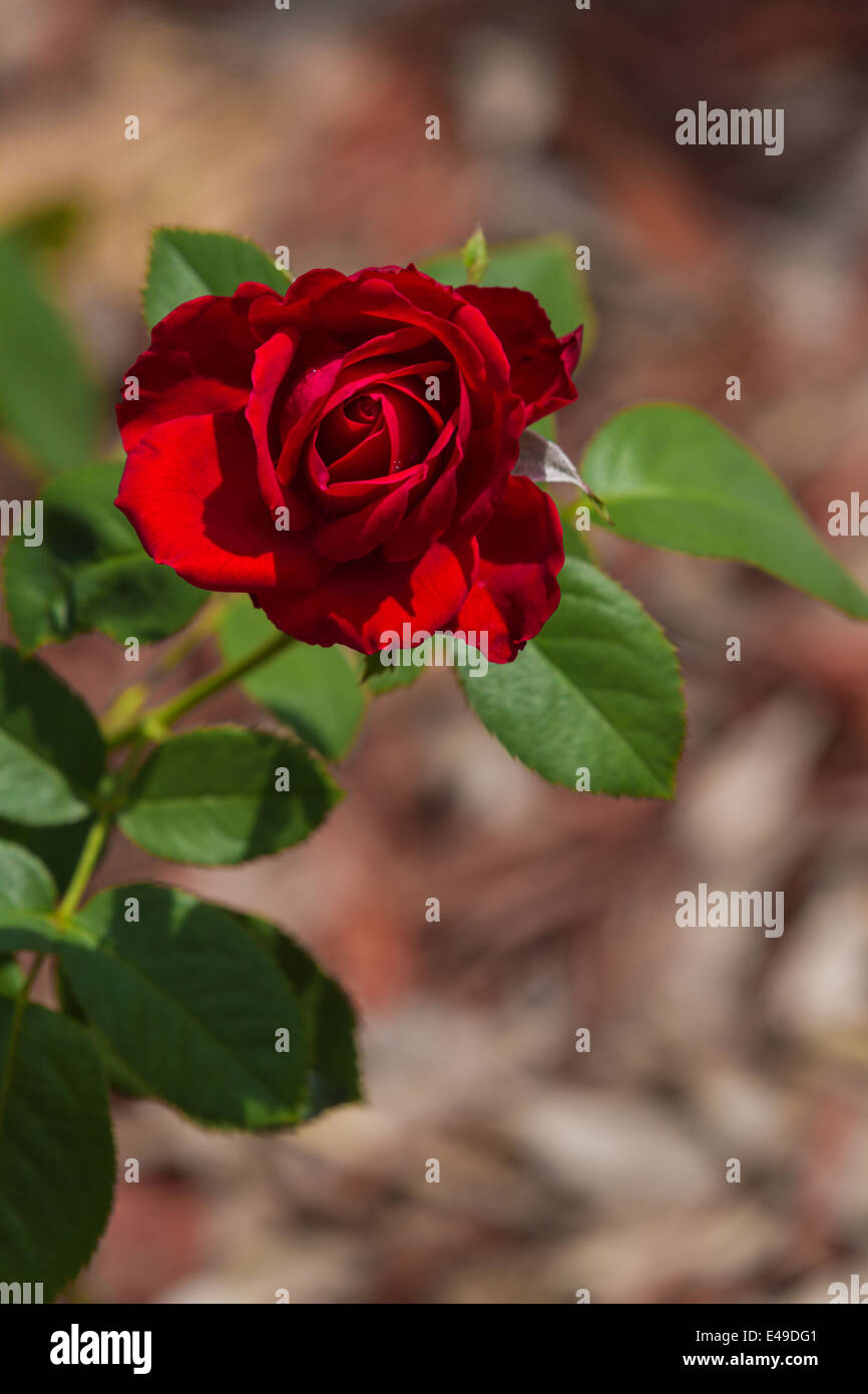 bright red rose in a garden with s long stem and green leaves under sun ...