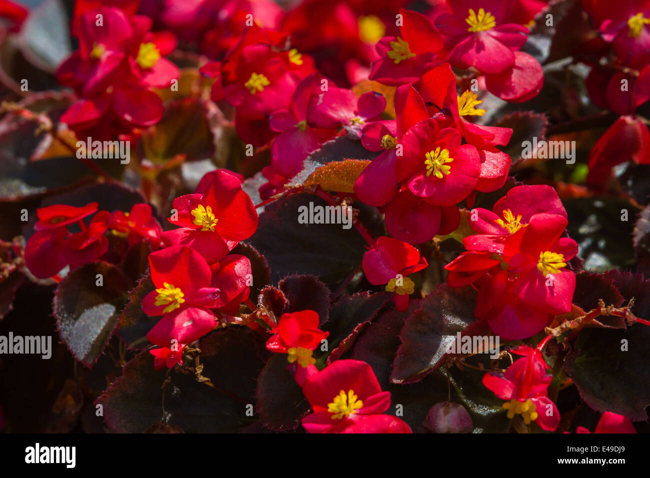 closeup of a group of beautiful begonia flowers under bright sunlight ...