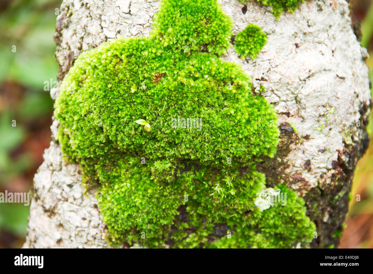 Beautiful Green Moss In The Forest Stock Photo - Alamy