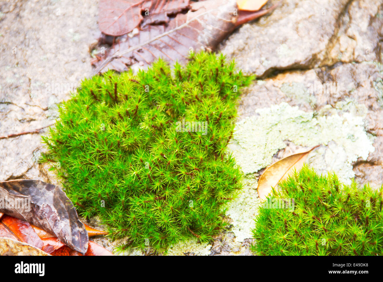 Beautiful Green Moss In The Forest Stock Photo - Alamy