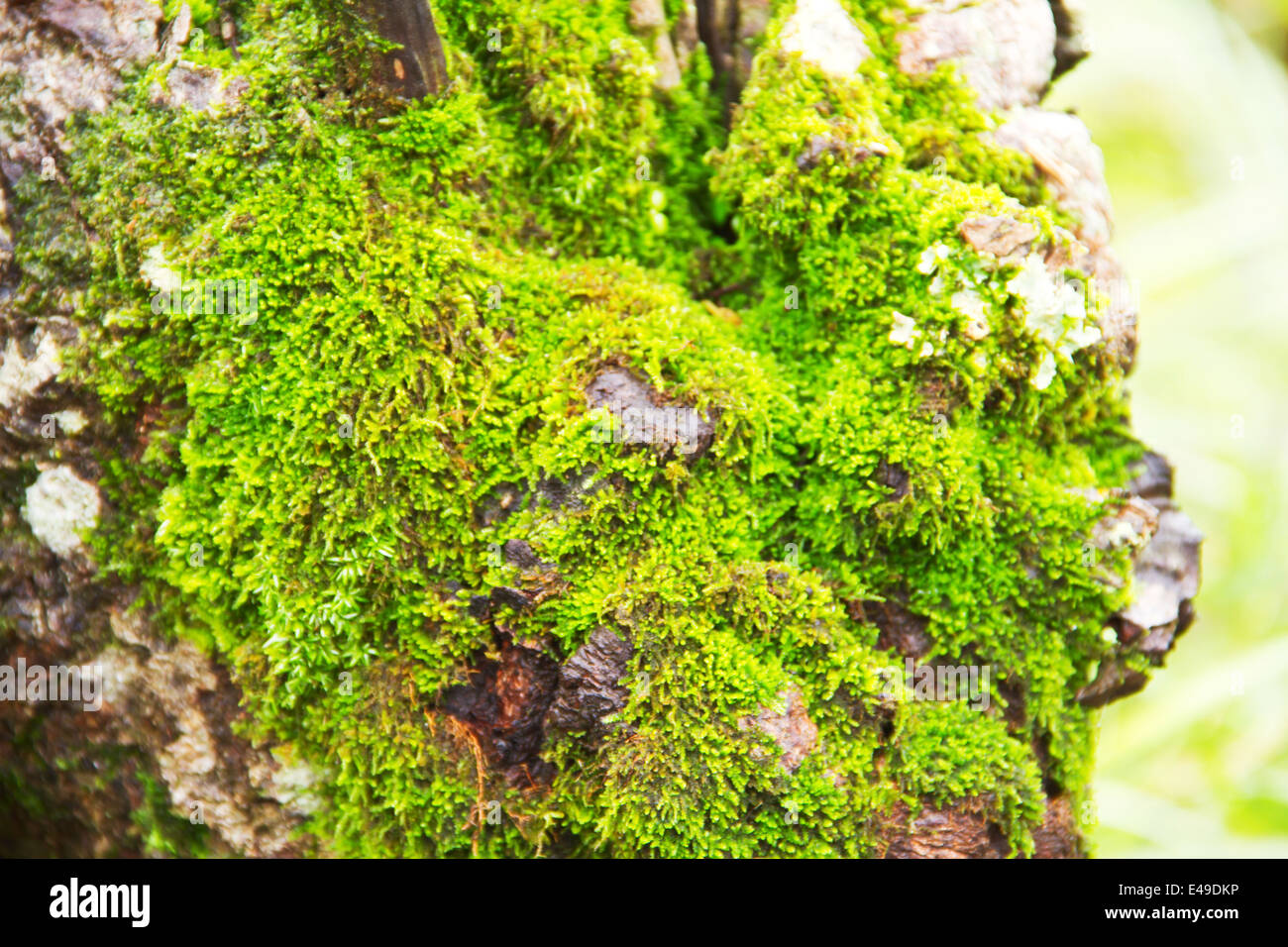 Beautiful Green Moss In The Forest Stock Photo - Alamy