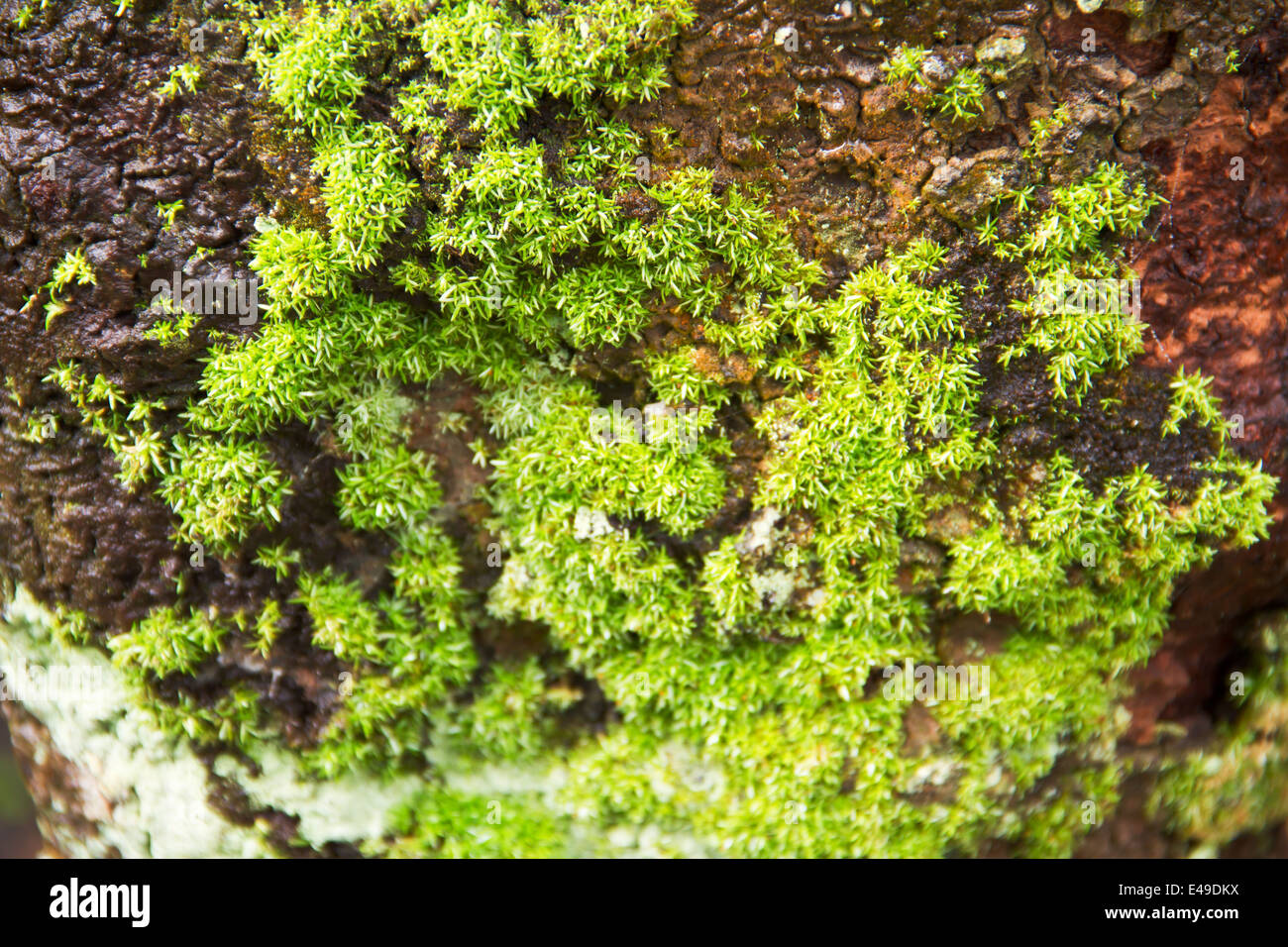 Beautiful Green Moss In The Forest Stock Photo - Alamy