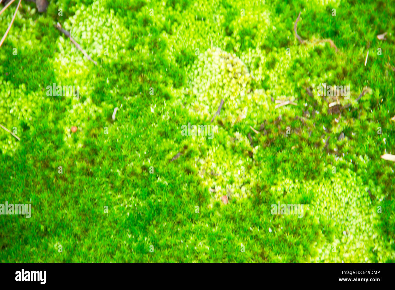 Beautiful Green Moss In The Forest Stock Photo - Alamy