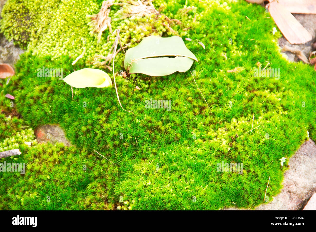 Beautiful Green Moss In The Forest Stock Photo - Alamy