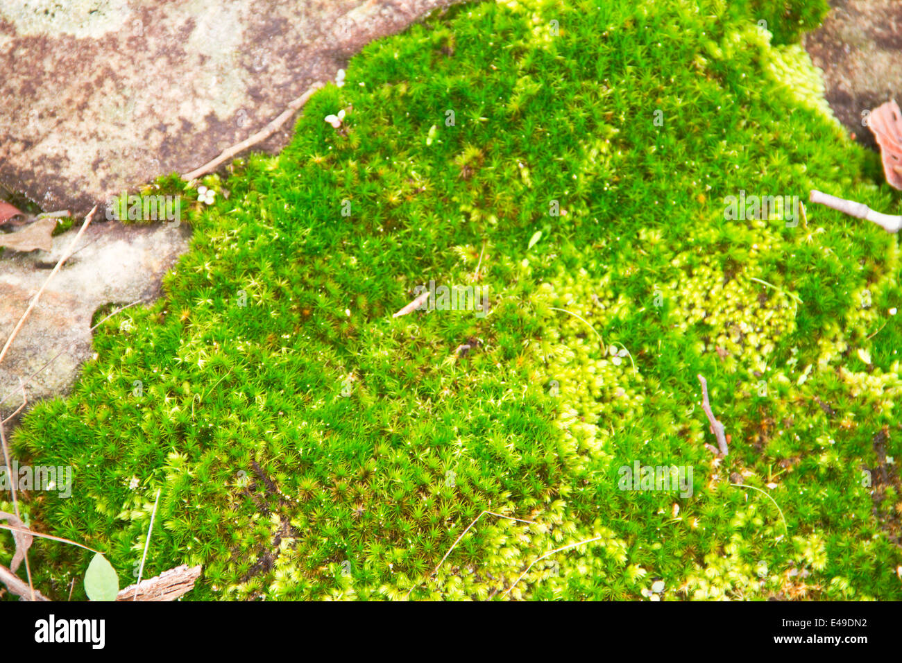 Beautiful Green Moss In The Forest Stock Photo - Alamy