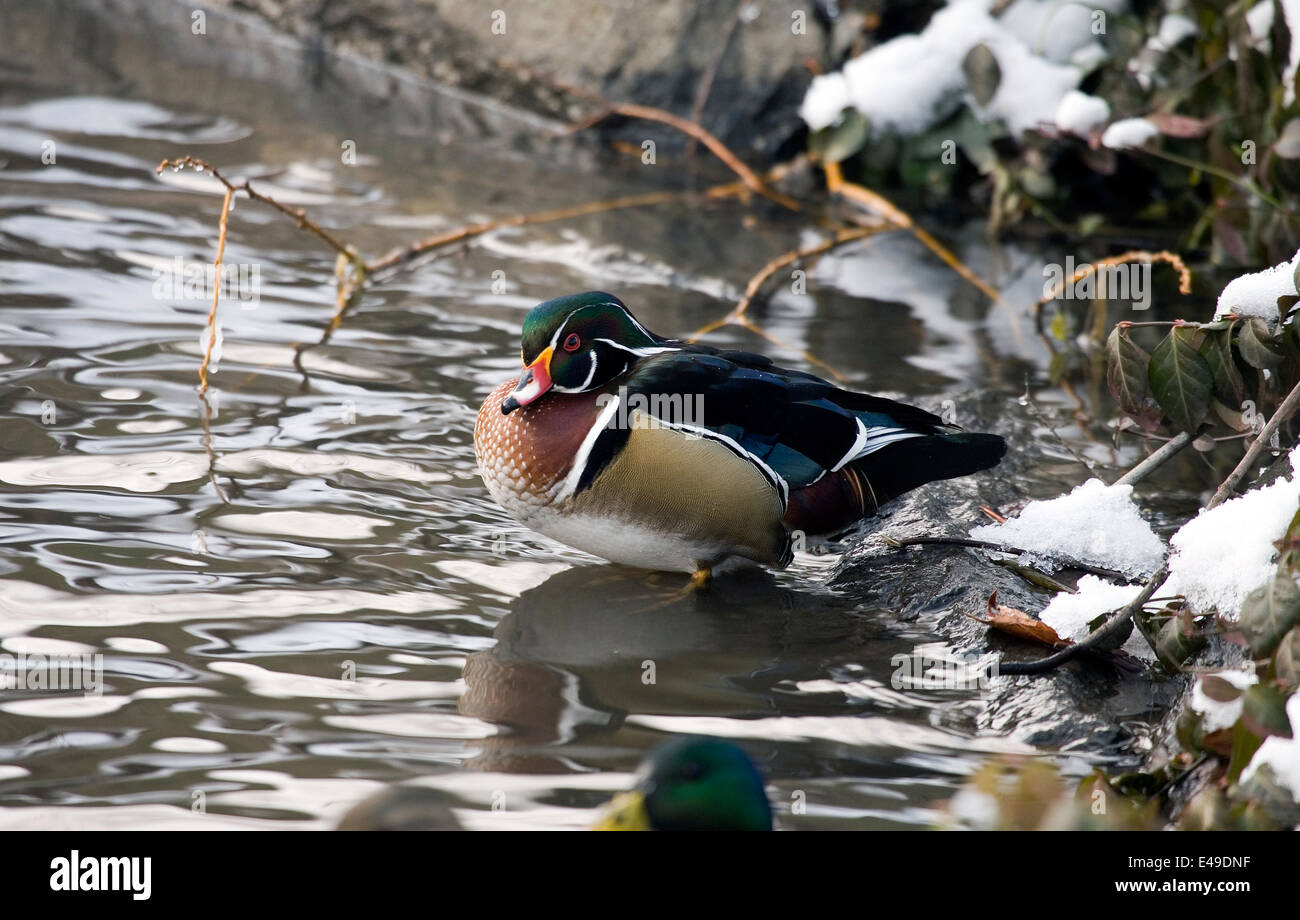 Duck in winter pond Carolina Wood "Aix sponsa" variety Stock Photo - Alamy