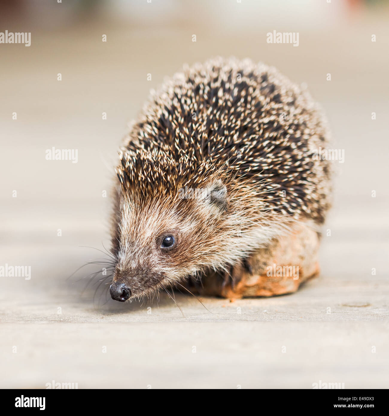 Gray hedgehog hi-res stock photography and images - Alamy