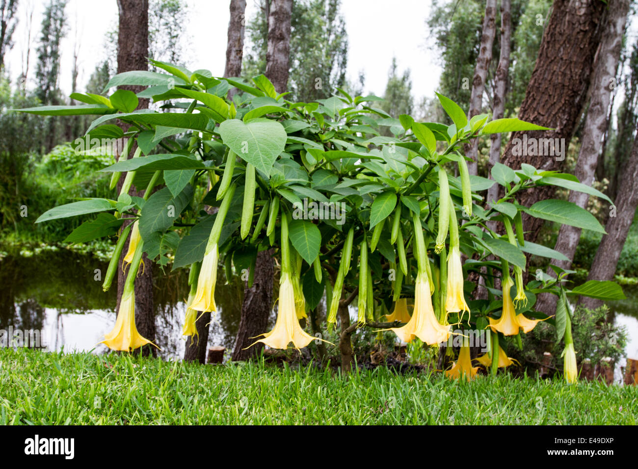 floripondio, brugmansia arborea Solanaceae bush in mexico Stock Photo ...