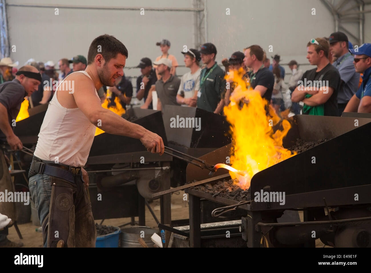 Calgary, Alberta, Canada. 06th July, 2014. Farrier forges horseshoe as ...