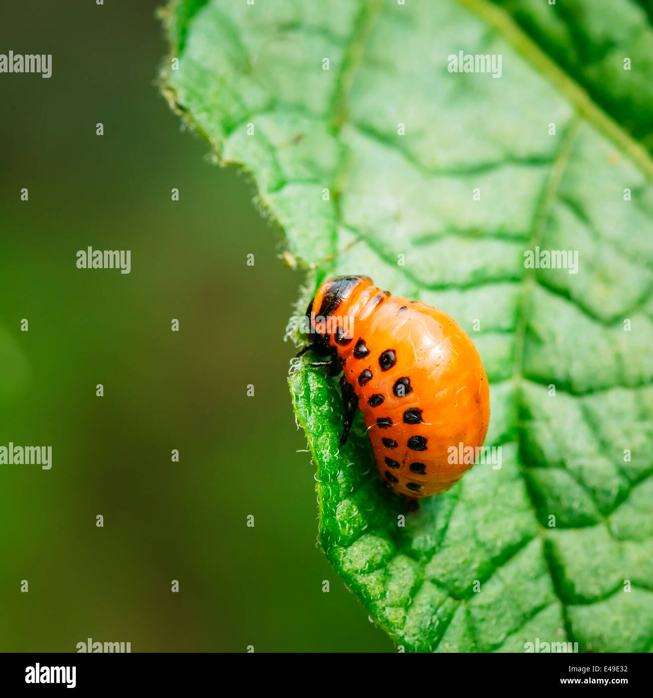 The Colorado potato red striped beetle (Leptinotarsa decemlineata) is a ...