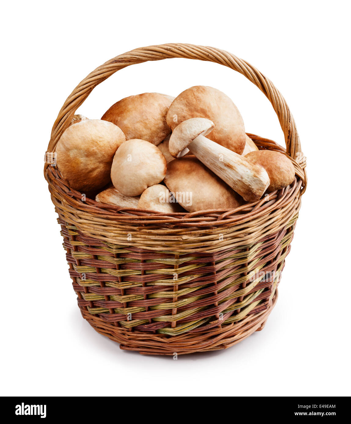 Edible boletus mushroom in Cut Out Stock Images & Pictures - Alamy