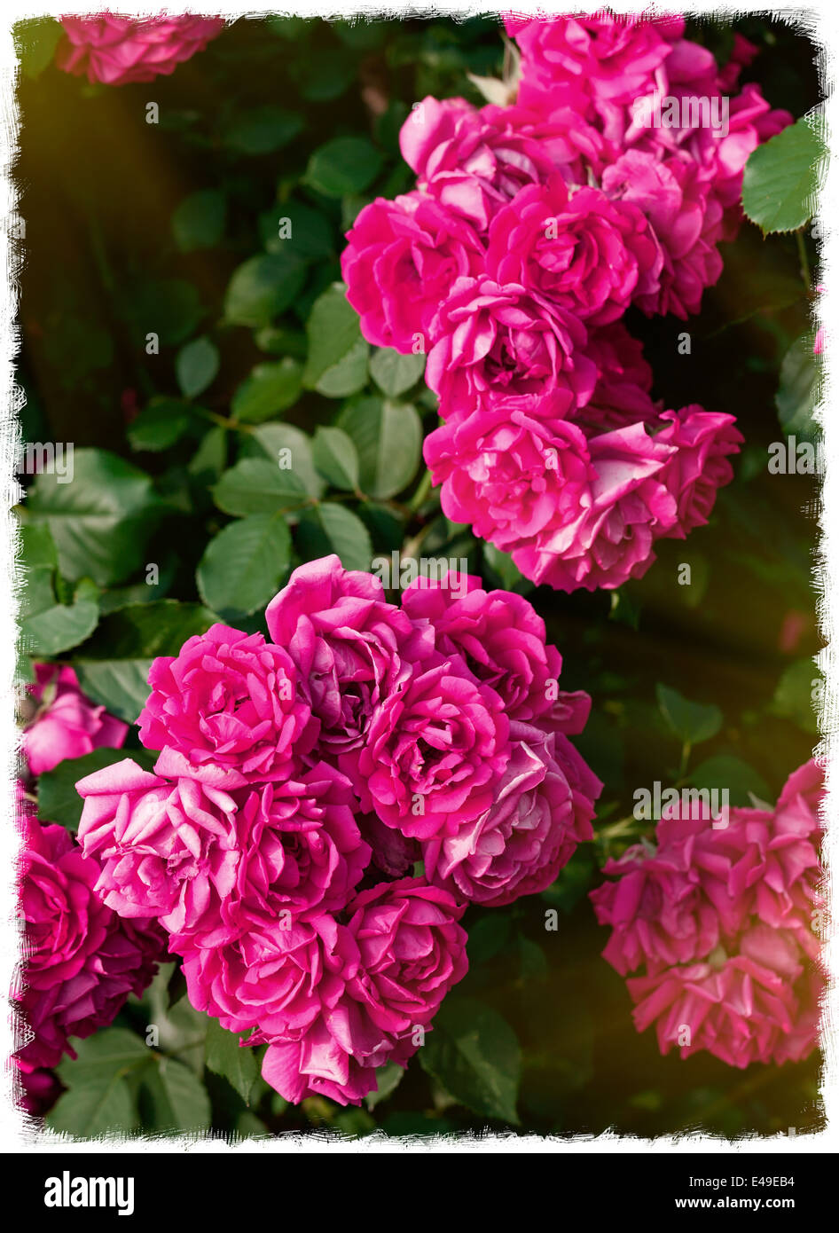 Abstract background of flowers. Close-up Stock Photo - Alamy