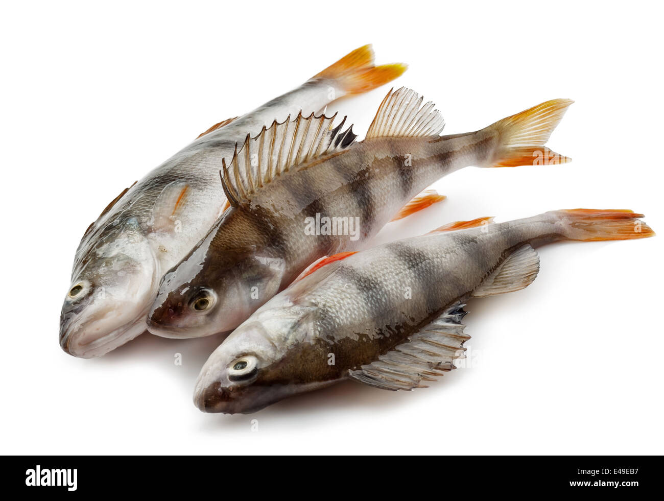 perch isolated on white background Stock Photo - Alamy