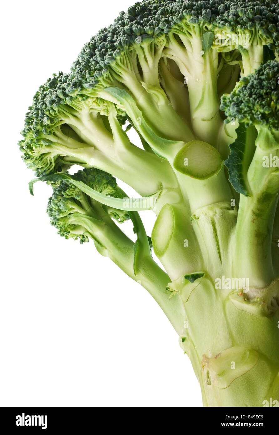 fresh green sprouting broccoli on the white background Stock Photo - Alamy