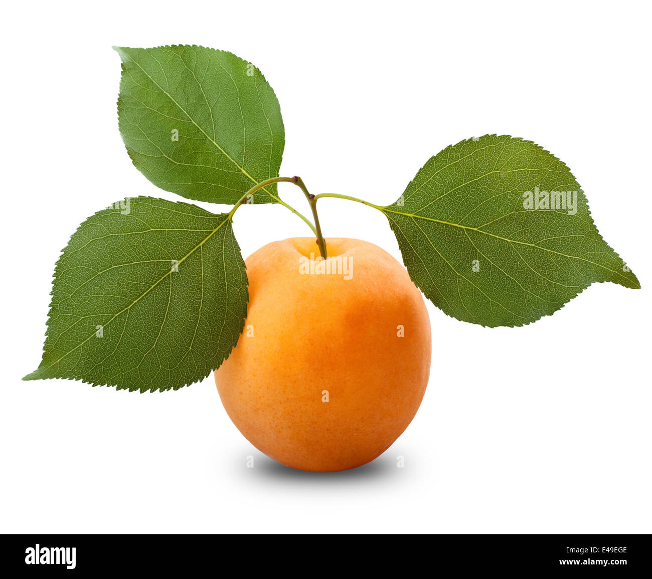 Apricot with leaf hi-res stock photography and images - Alamy