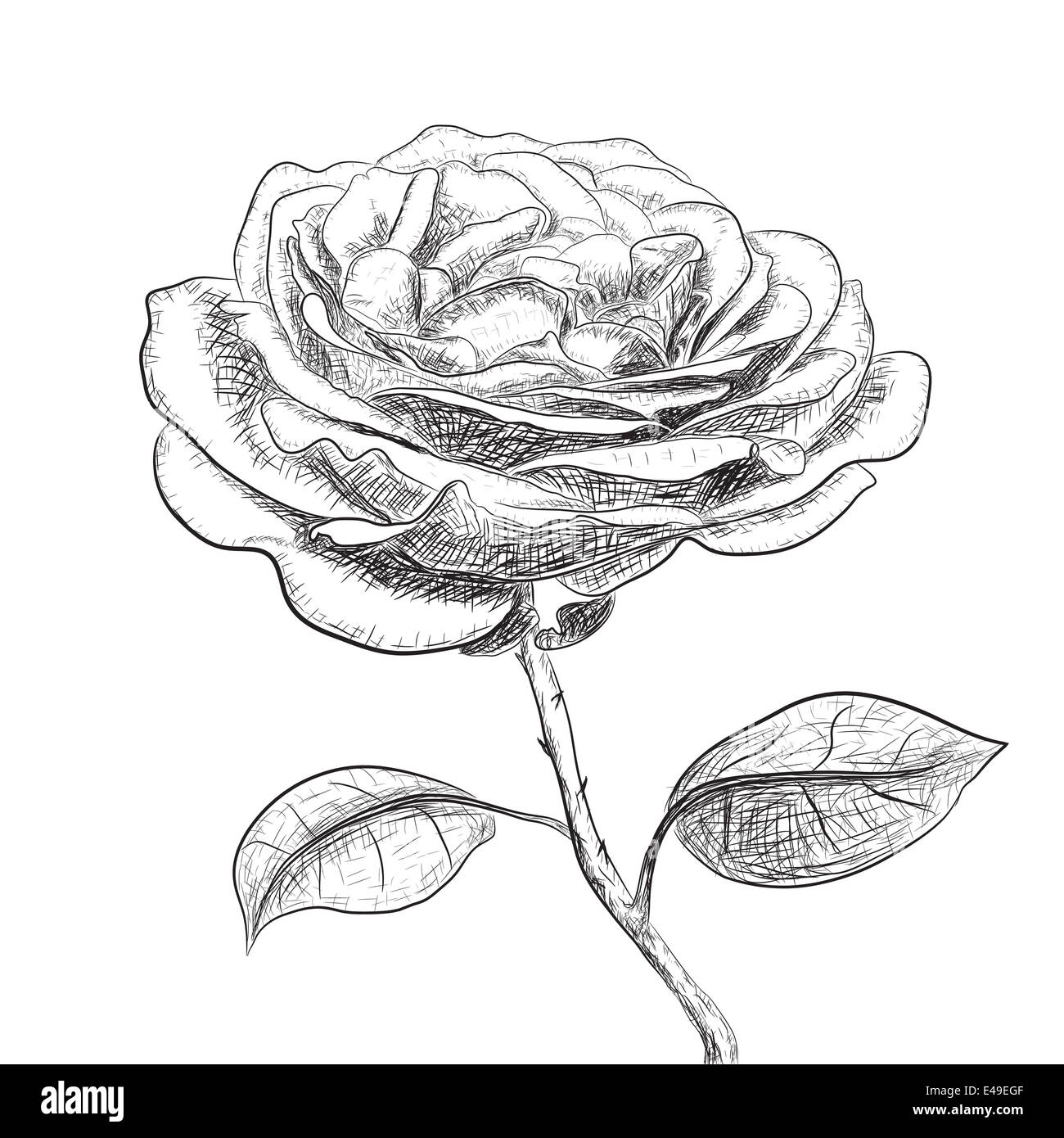 Pen ink drawing flower hi-res stock photography and images - Alamy