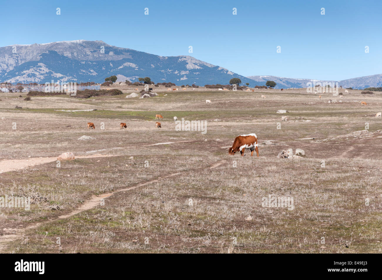 Cows grazing in the field Stock Photo - Alamy