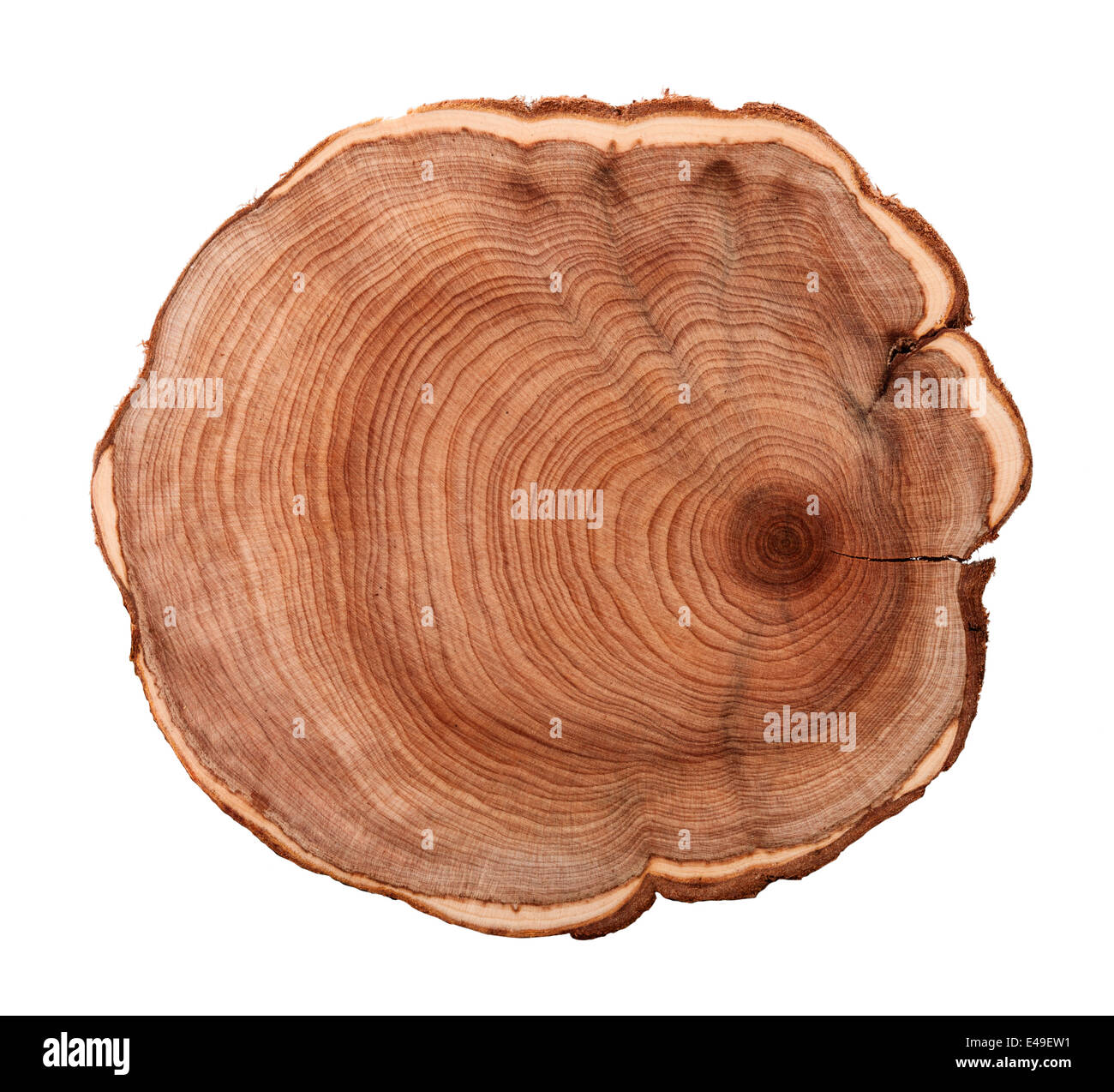 Top view of a tree stump isolated on white background Stock Photo - Alamy