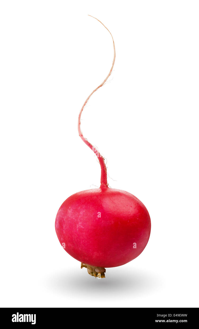 One Fresh radish isolated on white background Stock Photo - Alamy