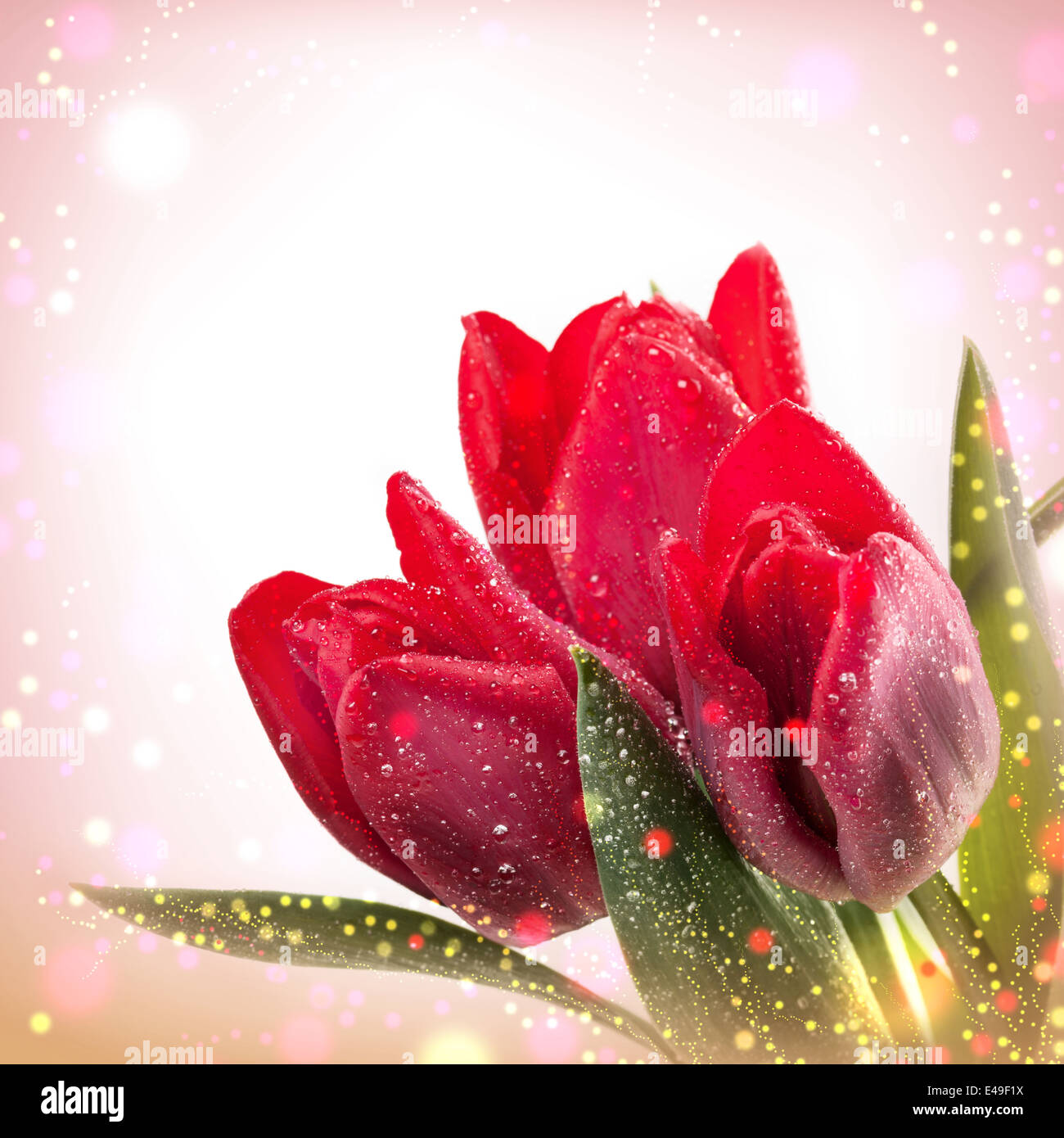 tulips frame for you design Stock Photo - Alamy