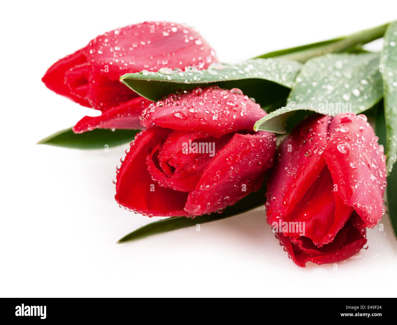 Tulip dutch design hi-res stock photography and images - Alamy